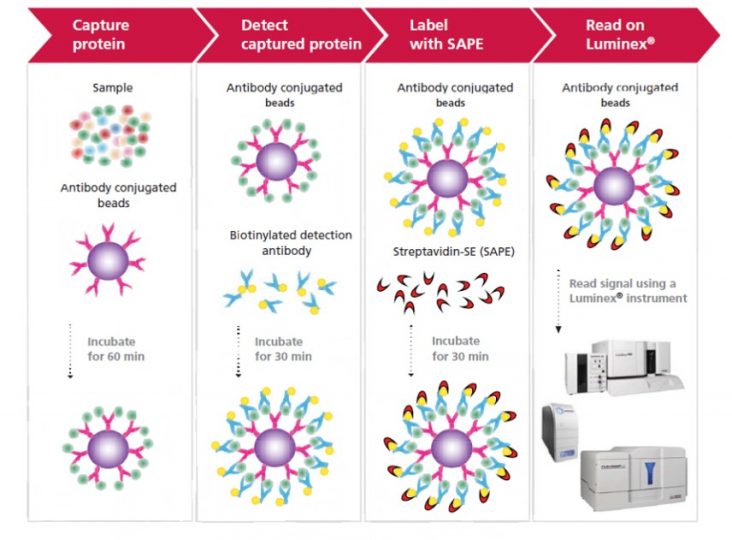 Luminex Workflow – Houston Omics Collaborative